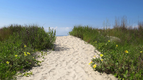 Vacation Rental Companies - Hilton Head, SC | HiltonHead.com