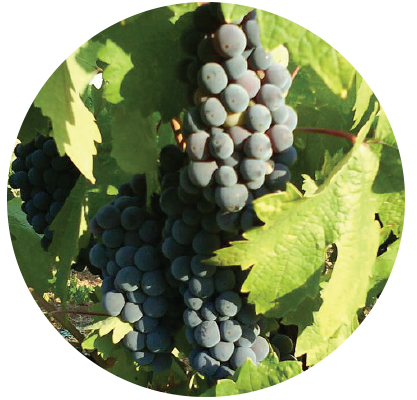 The Wine World's Mysterious Primovito Grape - Hilton Head, SC ...