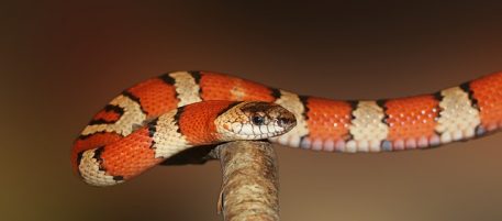 Sea Pines Forest “What kind of snakes live on Hilton Head Island?”
