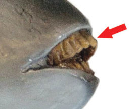 Human Teeth The aquatic ecosystem of Hilton Head Island and the